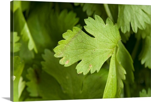 Cilantro on a studio background | Great Big Canvas