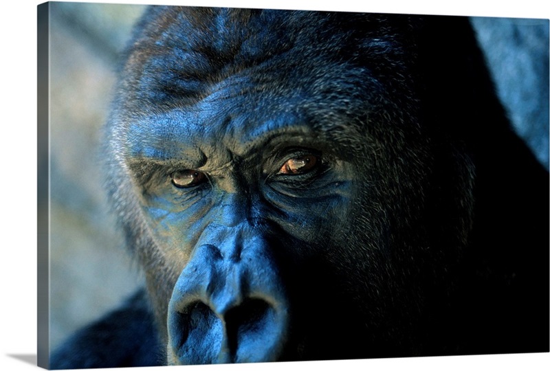 Close view of a gorilla face | Great Big Canvas