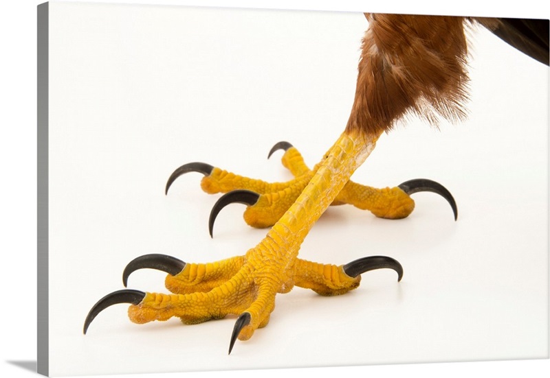 Colombian Subspecies Of The Harris's Hawk At The National Aviary Of ...