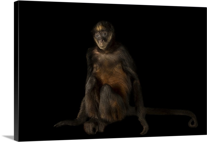 Hybrid Spider Monkey At The Wellington Zoo | Great Big Canvas