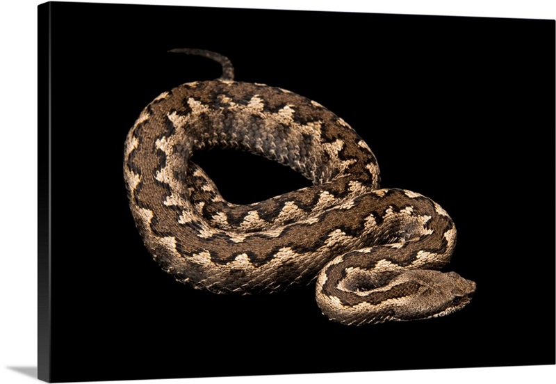 Iberian Viper At University Of Porto Center For Biodiversity And ...