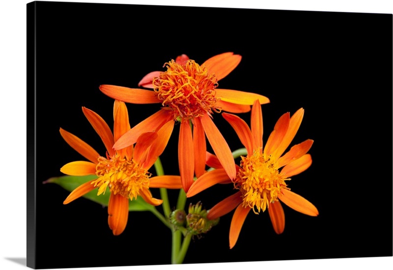 Mexican flame vine flowers, Pseudogynoxys chenopodioides | Great Big Canvas