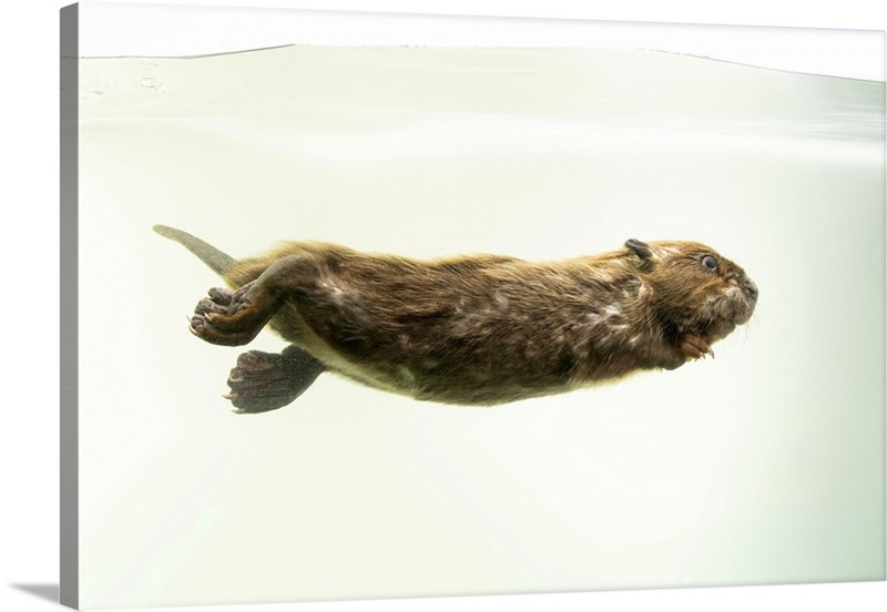 North American Beaver, Nebraska Wildlife Rehab In Omaha | Great Big Canvas