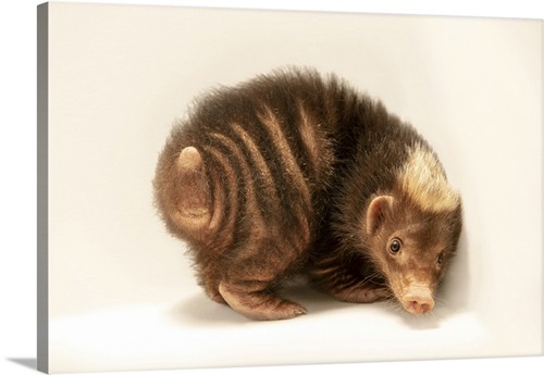 Palawan Stink Badger At Avilon Zoo Wall Art, Canvas Prints, Framed ...
