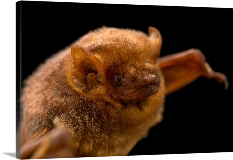Seminole Bat, Lasiurus Seminolus, At The Austin Bat Refuge Wall Art ...