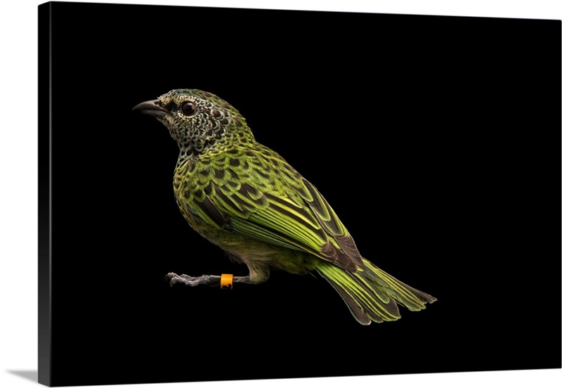 Spotted Tanager, Tangara Punctata, At The Nashville Zoo Wall Art ...