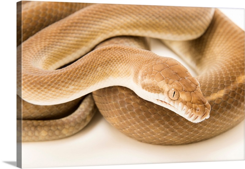 Tanimbar Python, Simalia Nauta, From A Private Collection Wall Art ...