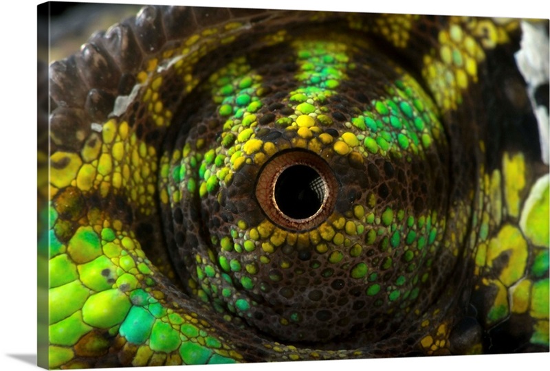 The eye of a veiled chameleon | Great Big Canvas