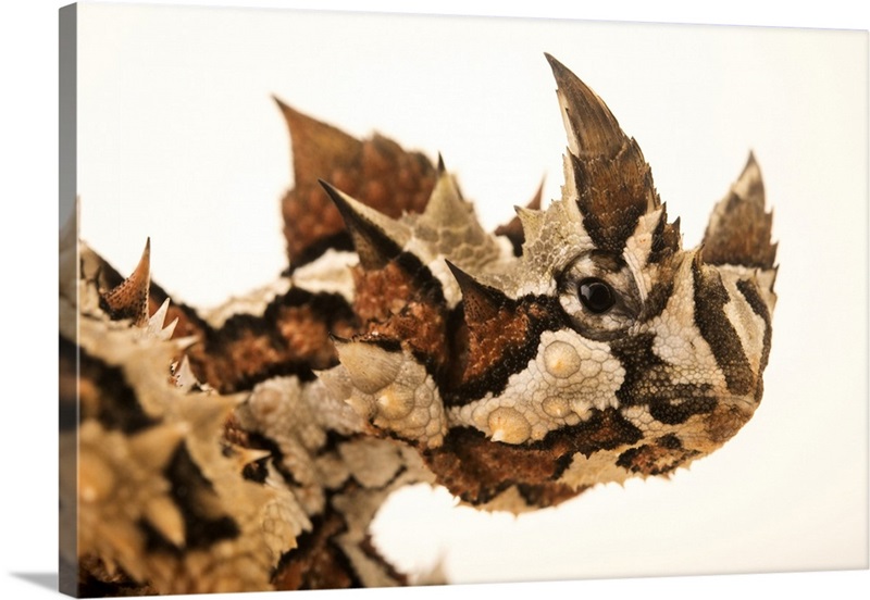 Thorny Devil From The Melbourne Museum | Great Big Canvas