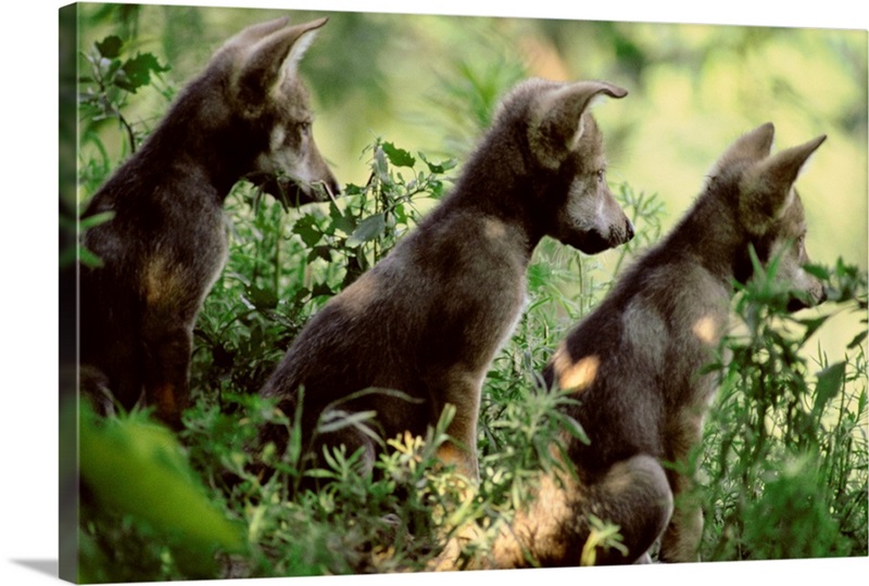 Three of eight pups of captive Mexican gray wolves, Wichita, Kansas ...