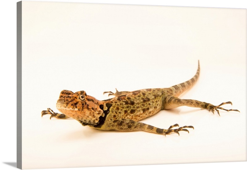 Treerunner or collared tree lizard, Plica plica, at the London Zoo Wall ...