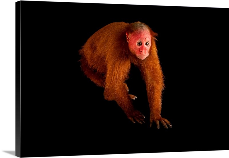 Ucayali Bald-Headed Uakari Monkey | Great Big Canvas