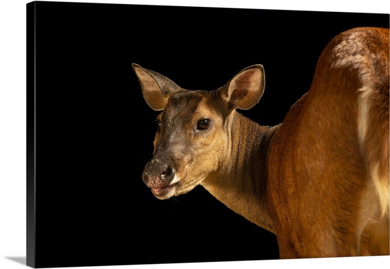 Valentina, A Female Red Brocket Deer At Amazon Shelter, Tambopata, Peru ...