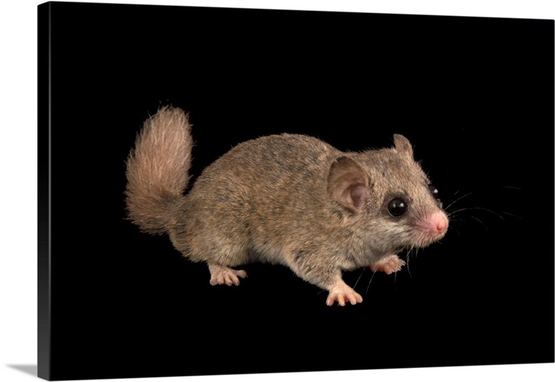 Woodland Dormouse, Graphiurus Murinus, At The Budapest Zoo Wall Art ...