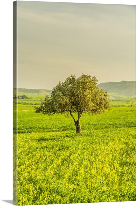 A Lone Olive Tree In Athienou, Larnaca District, Cyprus | Great Big Canvas