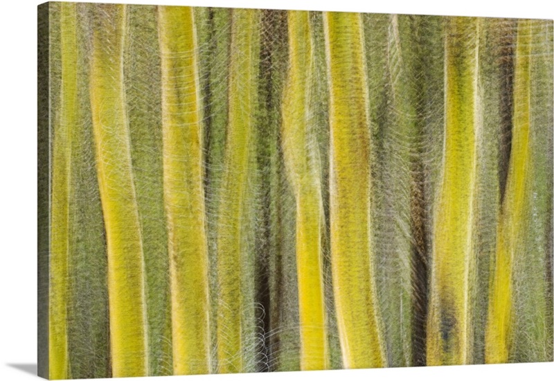 Abstract Of Trees | Great Big Canvas