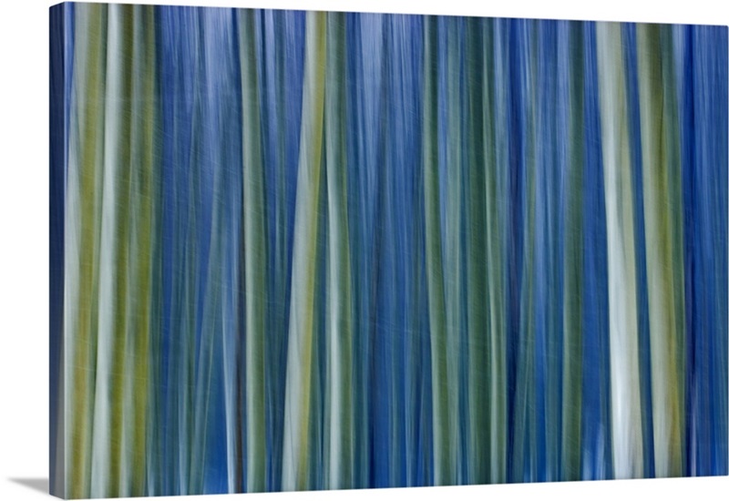 Abstract Of Trees, Banff National Park, Alberta, Canada | Great Big Canvas