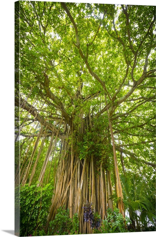 Banyan Tree on an island in the South Male Atoll, Maldives | Great Big ...