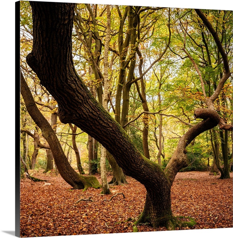 Burnham Beeches, Buckinghamshire, England | Great Big Canvas