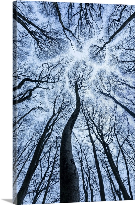 Canopy Of Beech, Forest In Winter Showing 'Canopy Shyness', Dorset ...