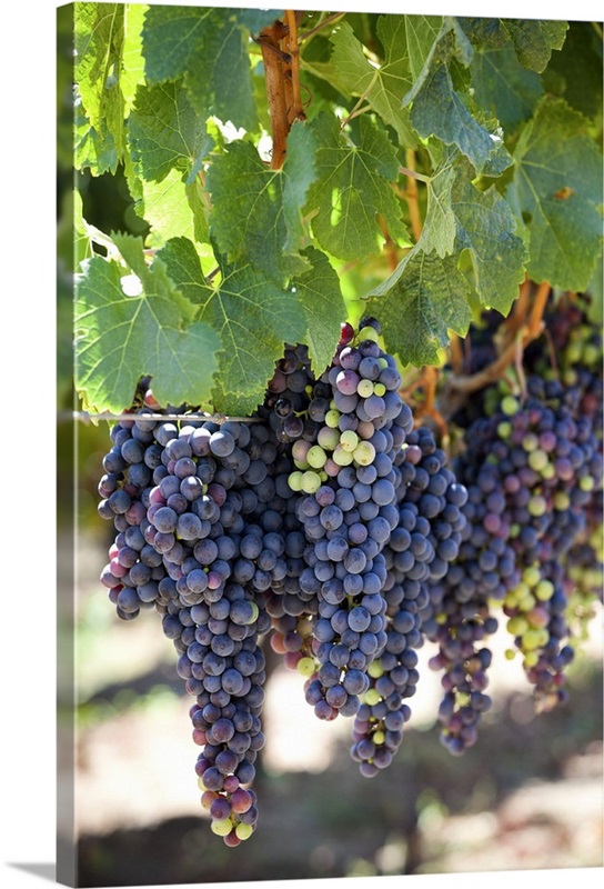 Chile, Casablanca, Vina Veramonte winery, vineyard detail | Great Big ...