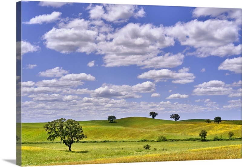 Cork Oaks At Ourique, Alentejo, Portugal | Great Big Canvas