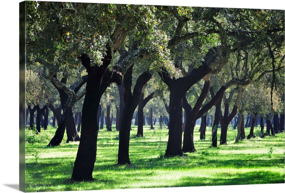 Cork trees in Alentejo, Portugal Wall Art, Canvas Prints, Framed Prints ...