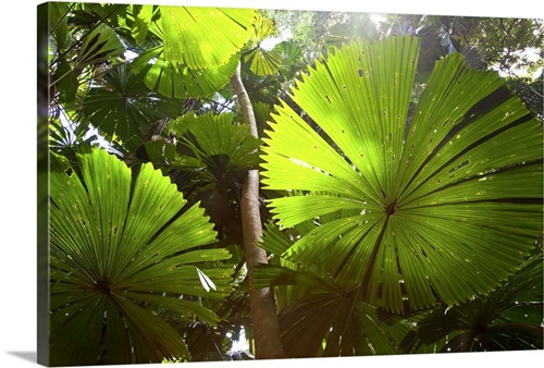 Fan Palm in the Daintree Rainforest, North Queensland, Australia ...