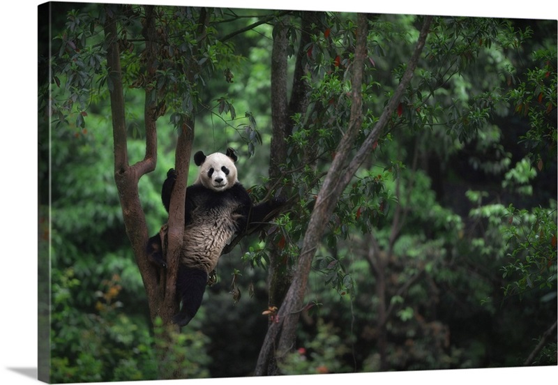 Giant Panda Climbing A Tree In A Panda Base, Chengdu Region, Sichuan ...