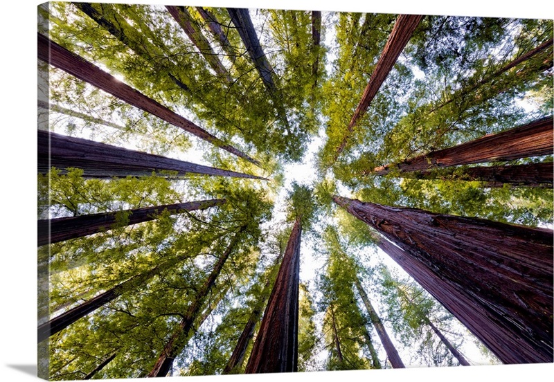 Giant Redwoods, Humboldt State Park, California, Usa | Great Big Canvas