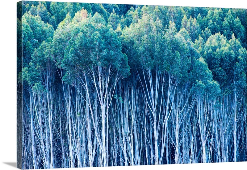 Gum Trees, New Zealand Wall Art, Canvas Prints, Framed Prints, Wall ...