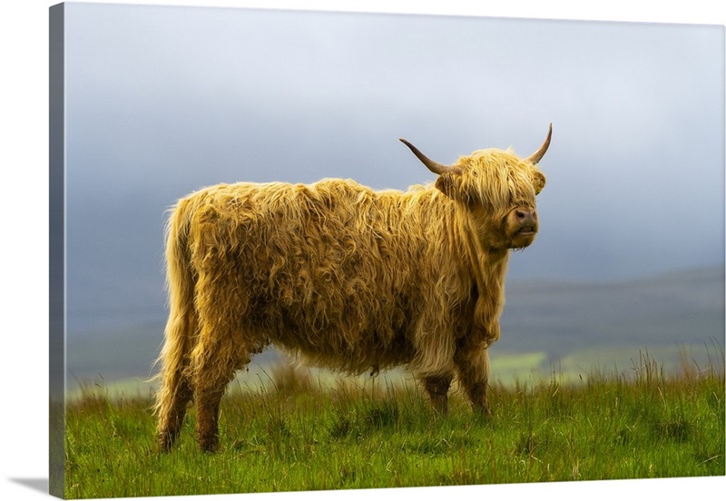Highland Cattle On Grassland, Digg, Isle Of Skye, Scottish Highlands ...