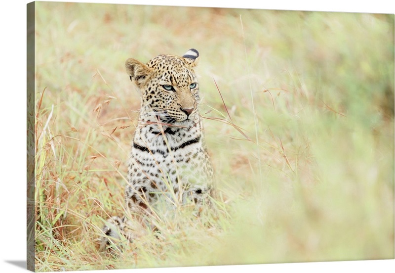 Leopard Cub In The Masaimara, Kenya | Great Big Canvas