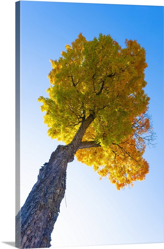 Maple Tree, Peacham, Vermont, USA | Great Big Canvas