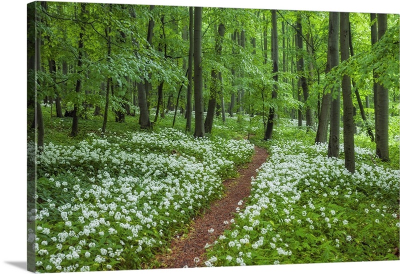 Path Through Forest, Blooming Wild Garlic, Hainich National Park ...