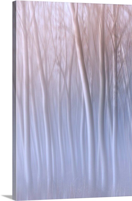 Plain Piedmont, Turin District, Piedmont, Italy, Abstract Poplars In ...