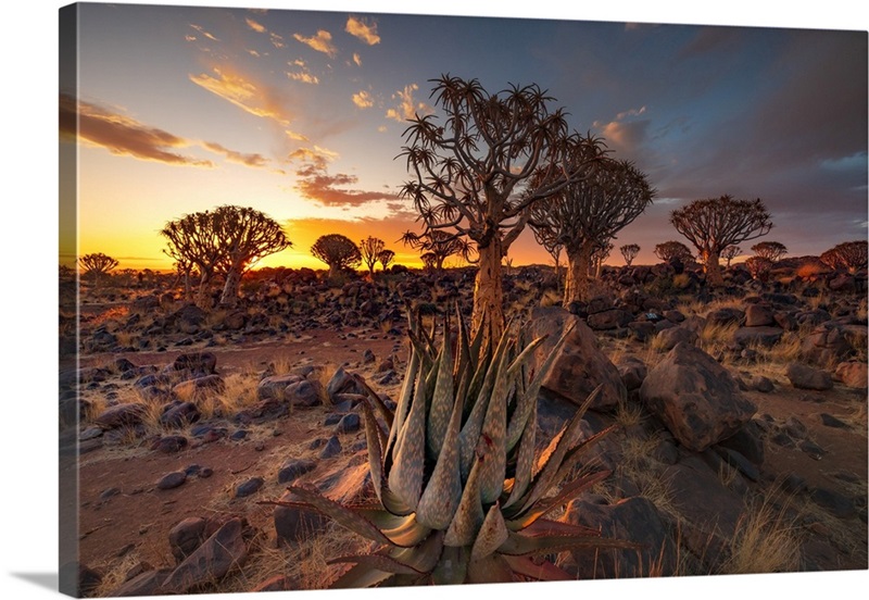 Quiver Tree At Sunset, Namibia | Great Big Canvas