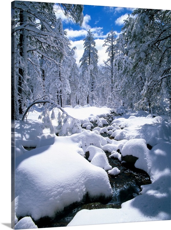 Snow-Covered Pine Trees And Stream, Flagstaff, Arizona, USA | Great Big ...