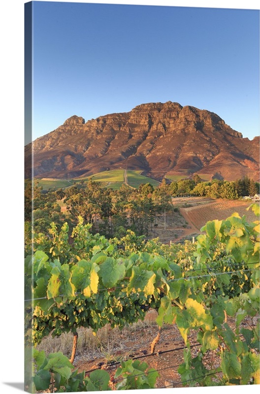 South Africa, Western Cape, Stellenbosch, Tokara Wine Estate | Great ...