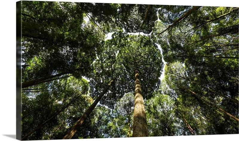 Tree canopy of Dipterocarp trees forming patterns in the sky nr Kuala ...