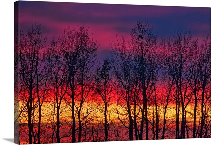 Trees Along Lake Winnipeg At Sunrise. Matlock, Manitoba, Canada | Great ...