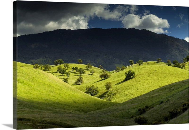 Valley Of Oak Trees, Near Keene, California, USA | Great Big Canvas