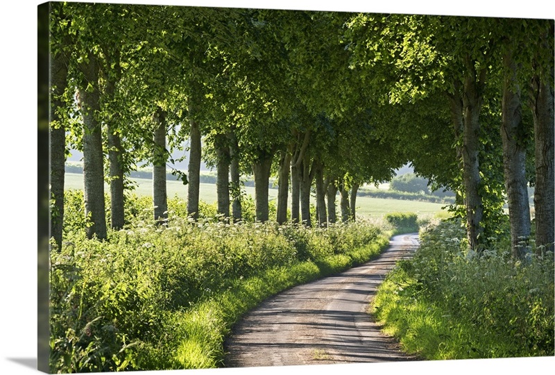 Winding tree lined country lane, Dorset, England | Great Big Canvas