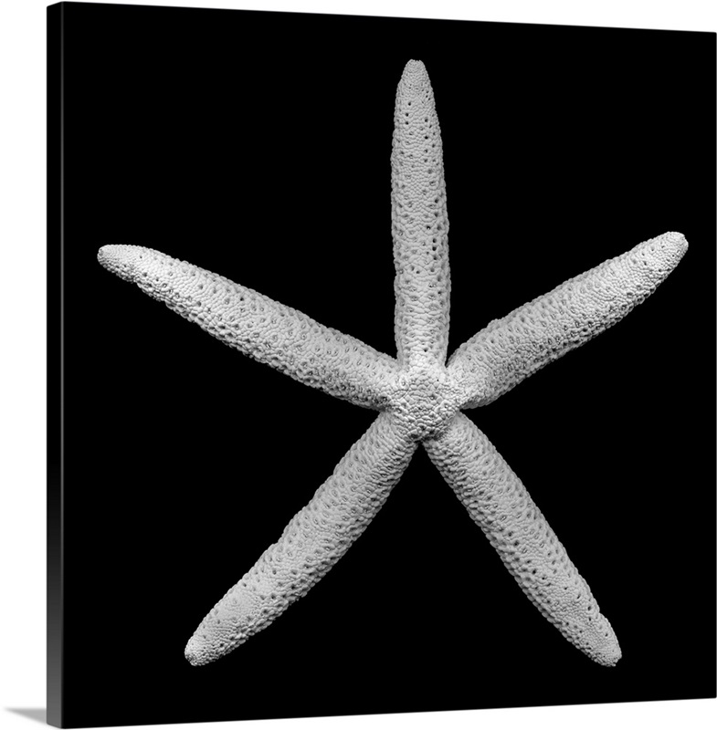 Finger Starfish | Great Big Canvas