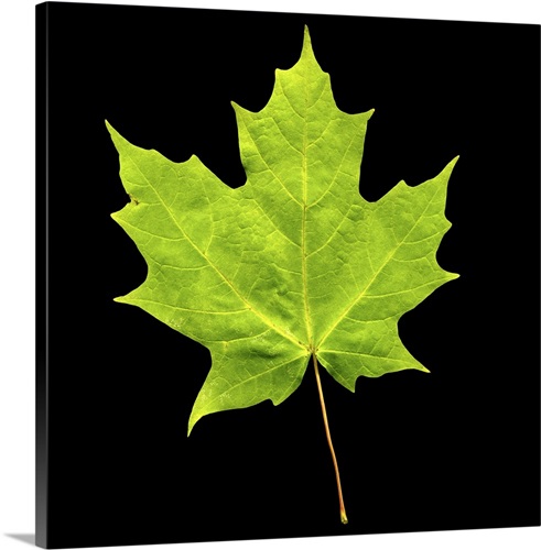 Green Maple | Great Big Canvas