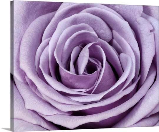 Lavender Rose Wall Art, Canvas Prints, Framed Prints, Wall Peels ...
