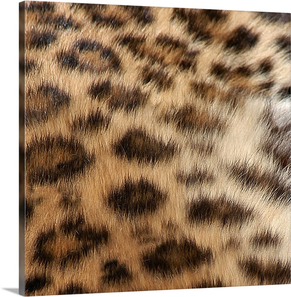 Leopard Wall Art, Canvas Prints, Framed Prints, Wall Peels | Great Big ...