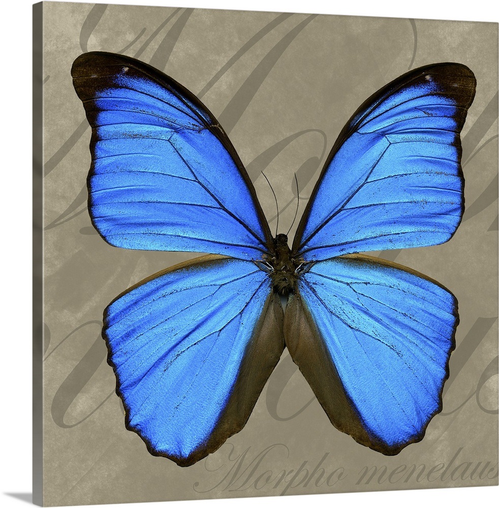 Menelaus Blue Morpho Wall Art, Canvas Prints, Framed Prints, Wall Peels ...