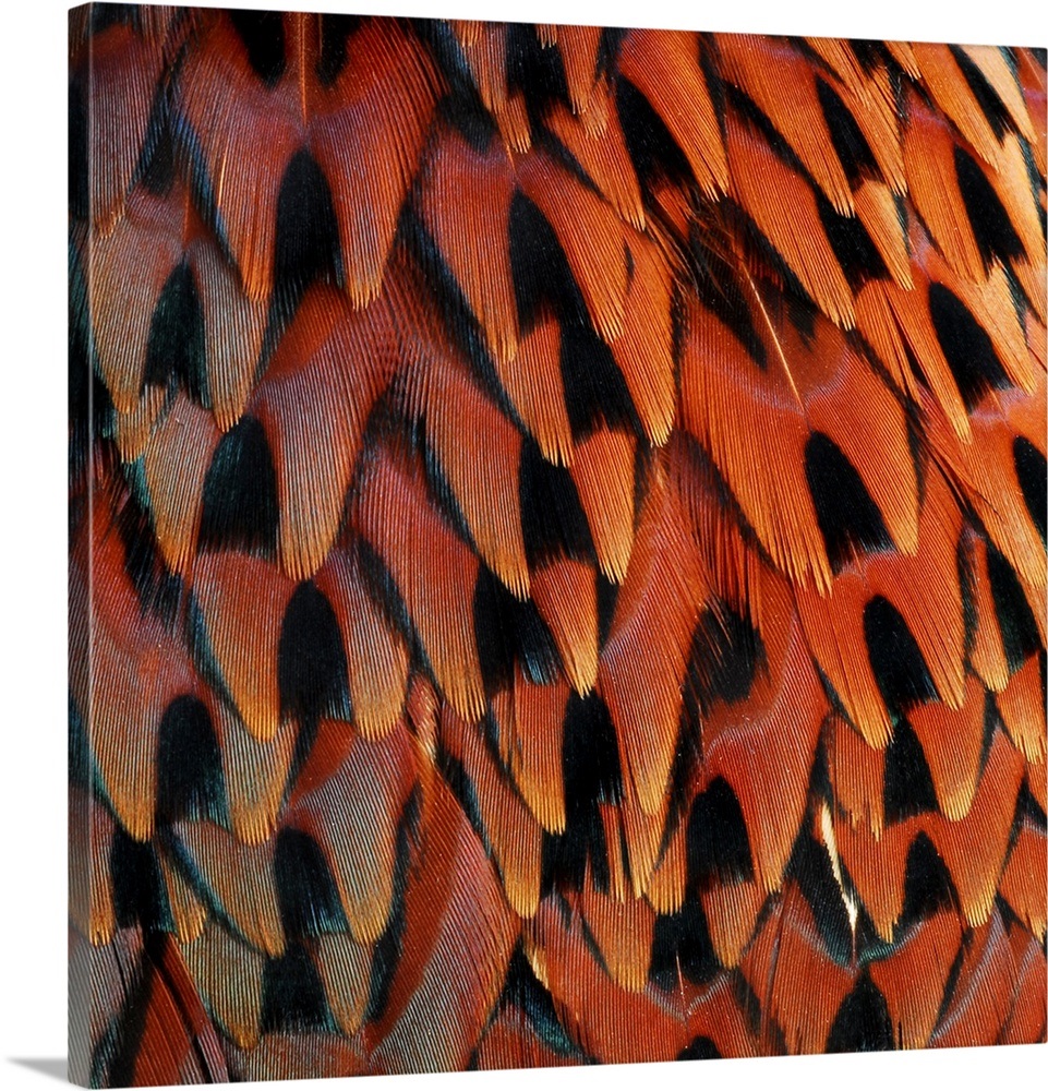 Pheasant Feathers Wall Art, Canvas Prints, Framed Prints, Wall Peels ...