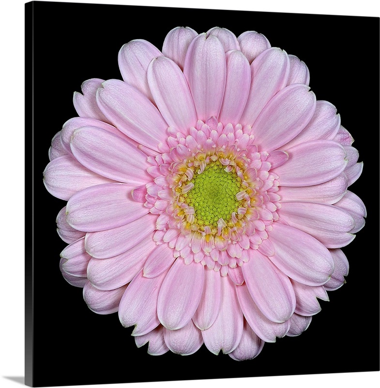 Single Pink Daisy 1 | Great Big Canvas